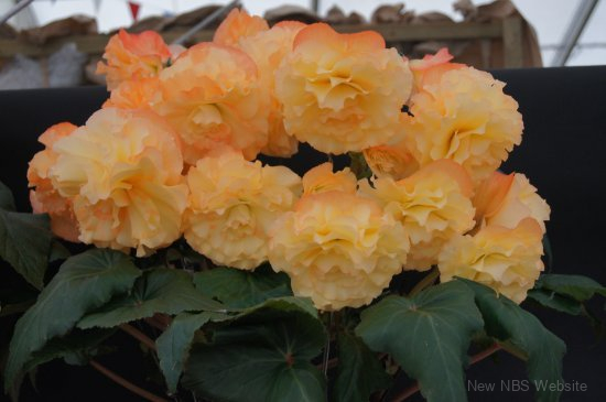 Pots – NBS Website