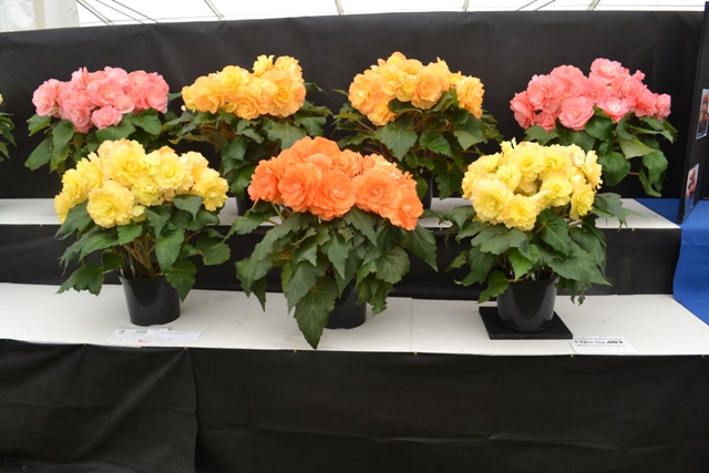 NBS Website – New website for the National Begonia Society