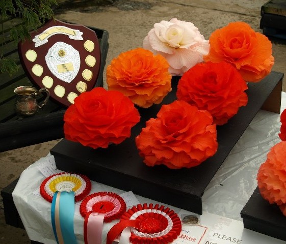 NBS - NBS Website National Begonia Society