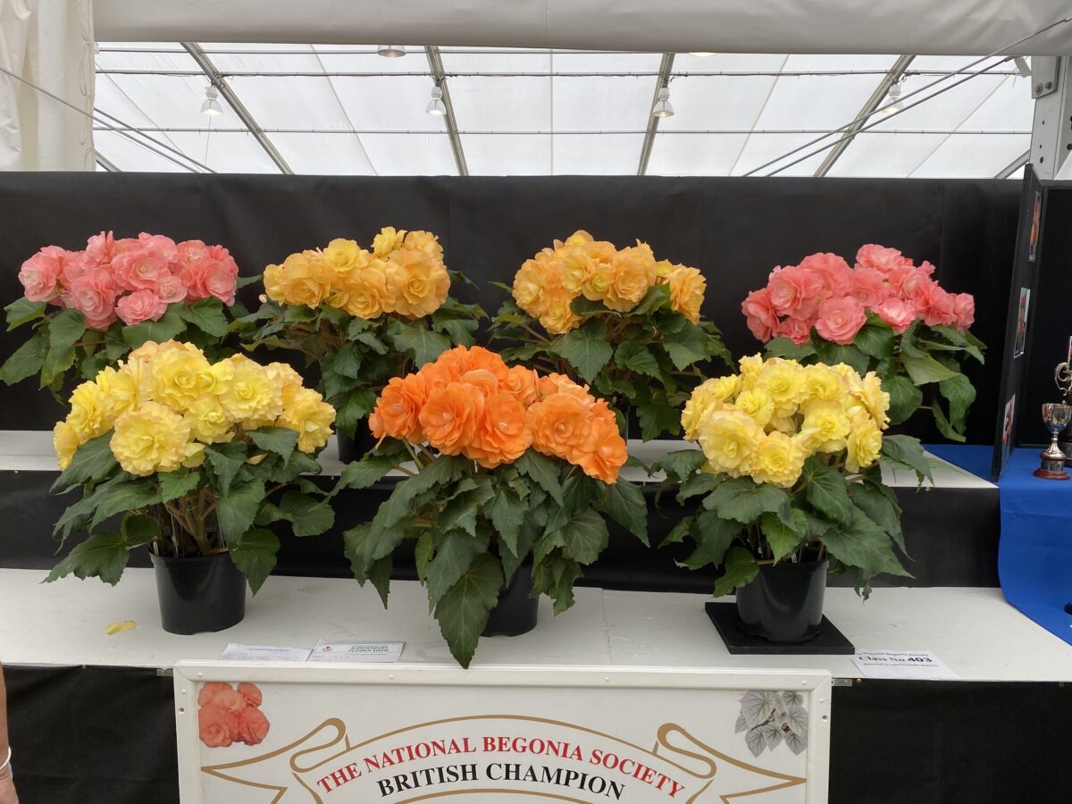 NBS - NBS Website National Begonia Society