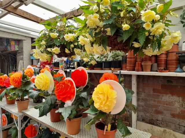 NBS - NBS Website National Begonia Society